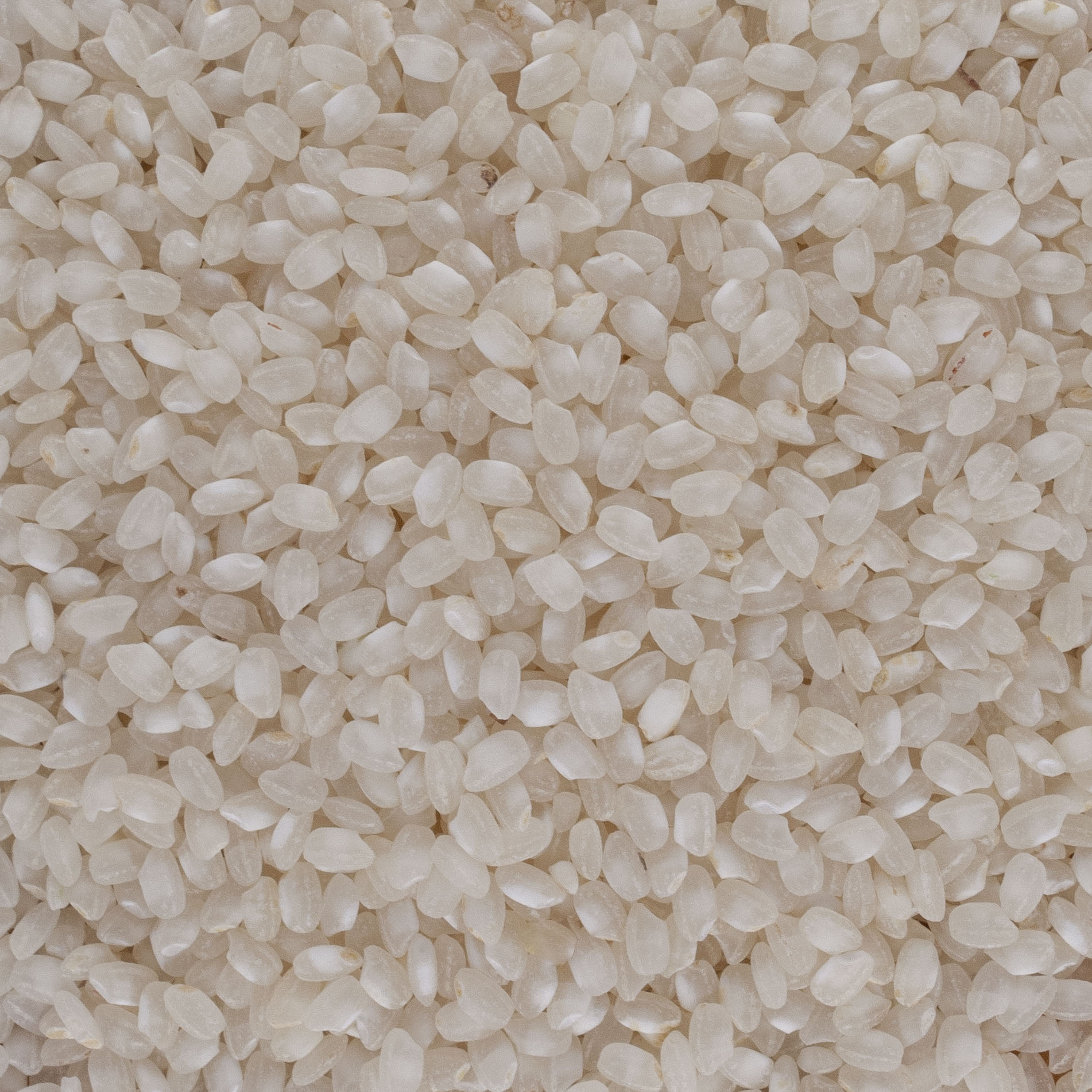 RIZ ROND BLANC BIO - day by day