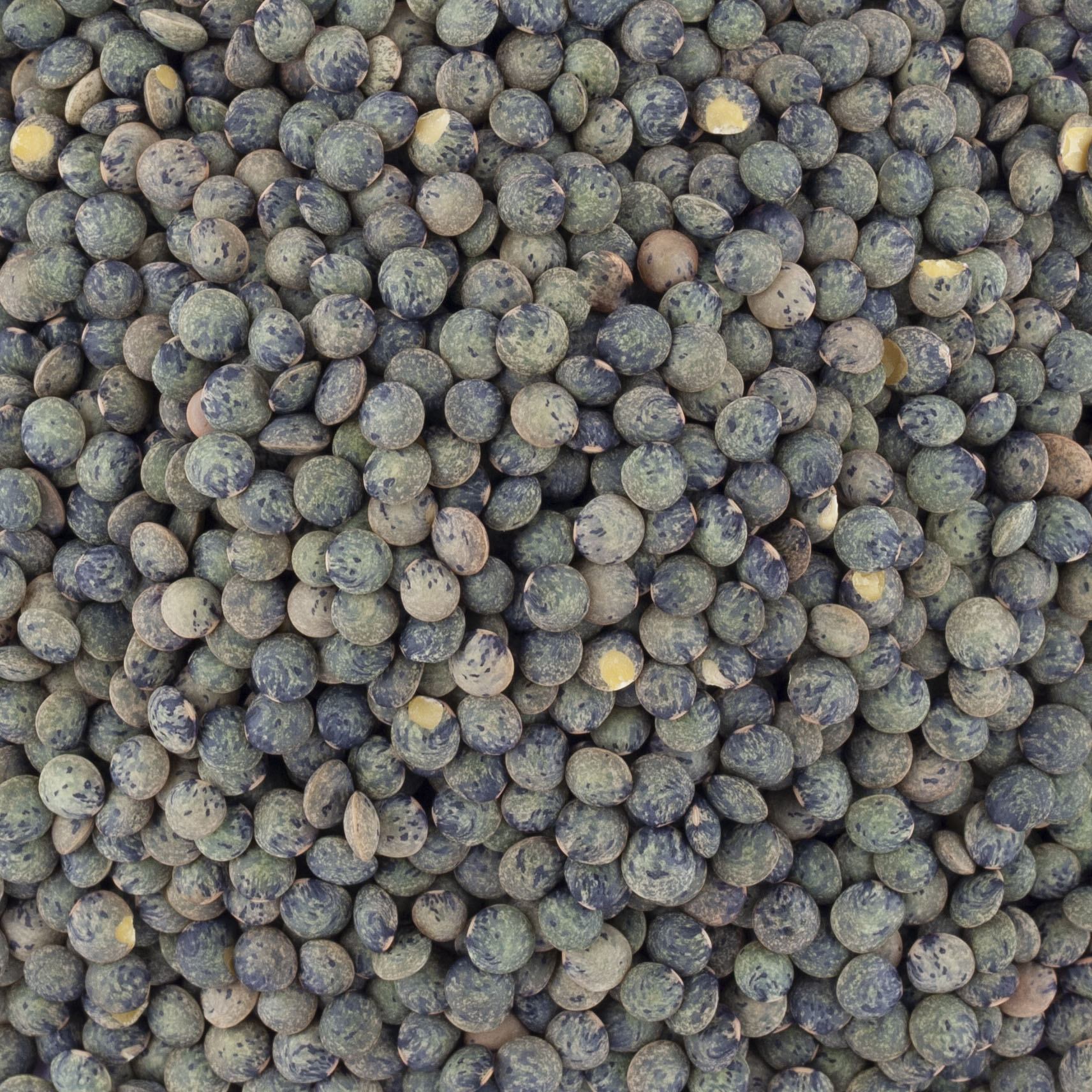 LENTILLES VERTES DE FRANCE - day by day